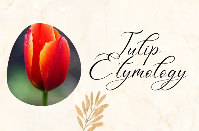 Why Is The Tulip National Flower Of Turkey | Best Flower Site