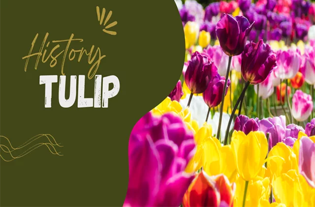 Why Is The Tulip National Flower Of Turkey | Best Flower Site