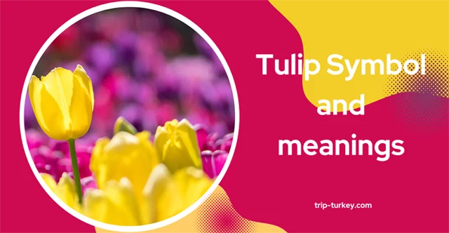 Why Is The Tulip National Flower Of Turkey | Best Flower Site