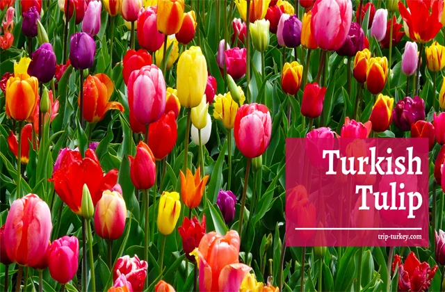 Why Is The Tulip National Flower Of Turkey | Best Flower Site